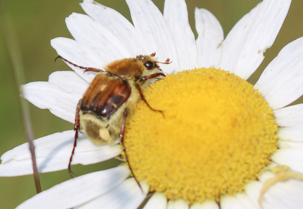 Bee-like Flower Scarab from Lunenburg County, VA, USA on June 11, 2025 ...