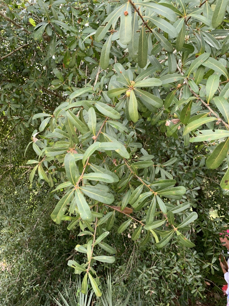 swamp laurel oak (Quercus laurifolia) - Botanical Realm