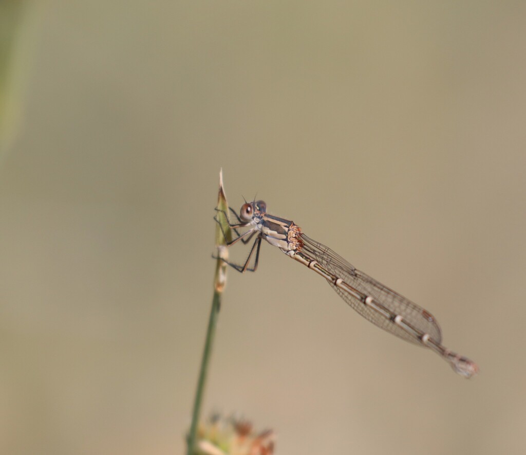 Inland Ringtail from Birdsville QLD 4482, Australia on June 10, 2025 at ...