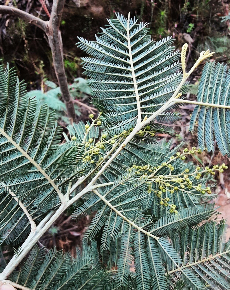 Silver wattle from State Mine Gully, Lithgow NSW 2790, Australia on ...