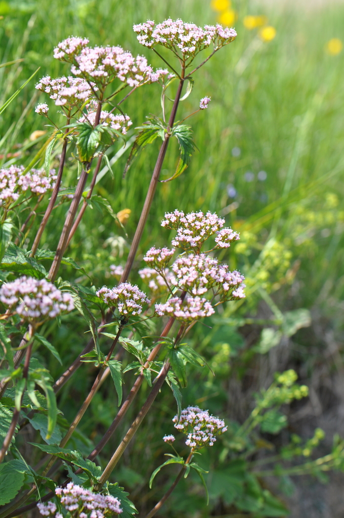 Three-leaved Valerian from Arth, Schweiz on June 10, 2025 at 09:56 AM ...