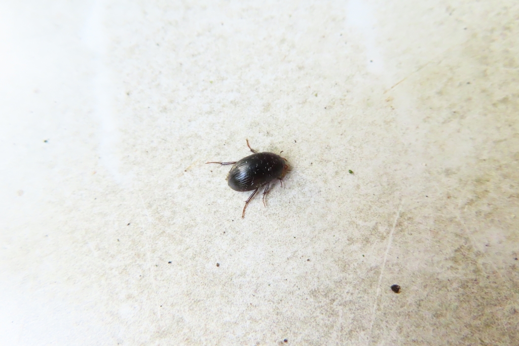 Hydrobius in June 2025 by Max G.W. Verheij. In light trap · iNaturalist