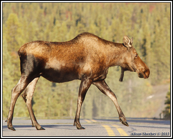 Moose from Alaska, United States on August 29, 2012 at 07:51 AM by ...