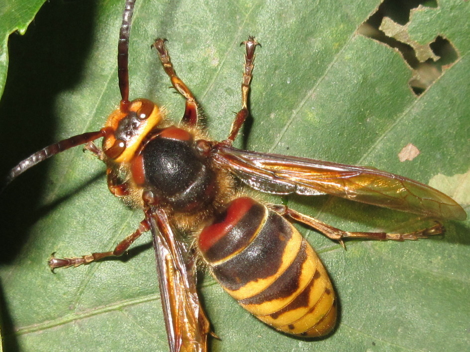 European Hornet from 대한민국 충청남도 천안시 서북구 on September 22, 2016 at 04:45 ...