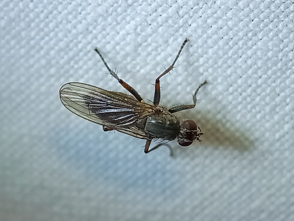 Trichopalpus fraternus from 9351 JX Leek, Netherlands on June 1, 2025 ...