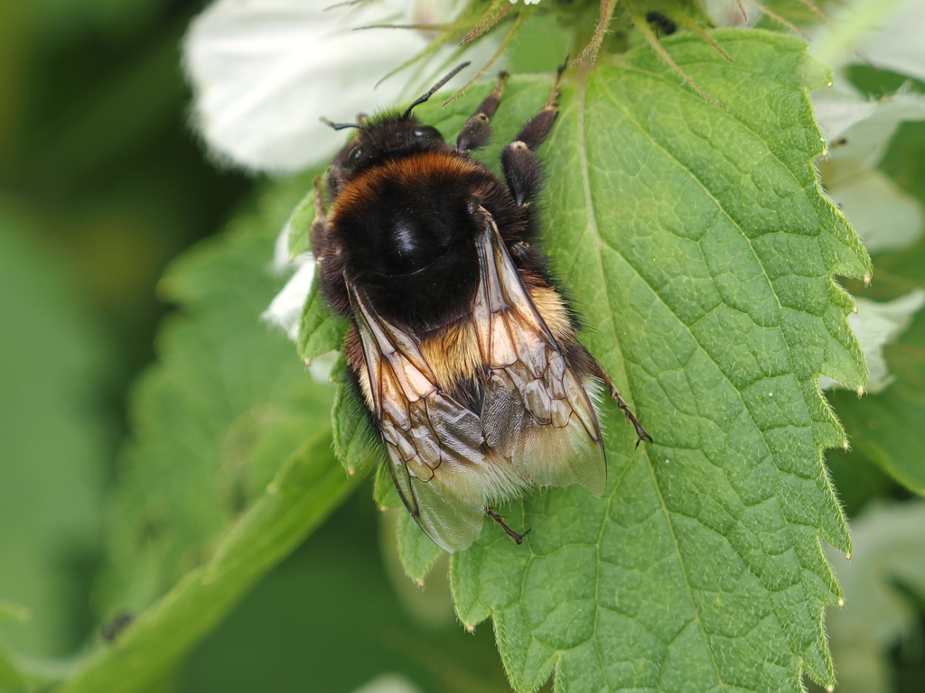 Buff-tailed Bumble Bee from Teuri Island, Teuri, Haboro, Tomamae ...