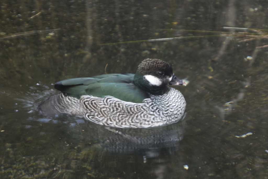 Green Pygmy-goose (Nettapus pulchellus) (Birds of the Sunshine Coast ...