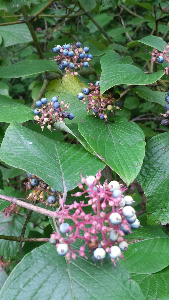 Round-leaved Dogwood (Cornus rugosa) - Botanical Realm