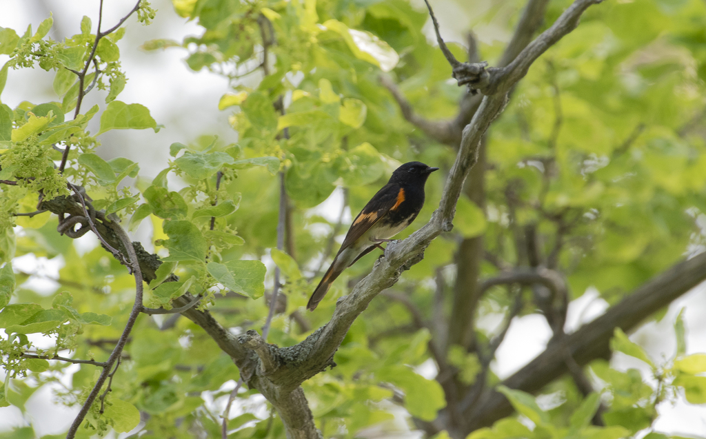 American Redstart from Rowley, MA, USA on June 05, 2025 at 02:07 PM by ...