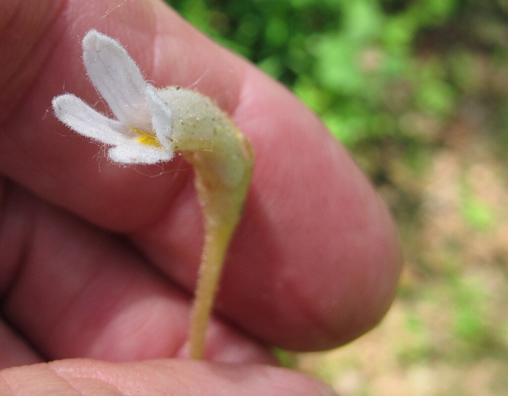 one-flowered cancer-root in June 2025 by Link Davis · iNaturalist