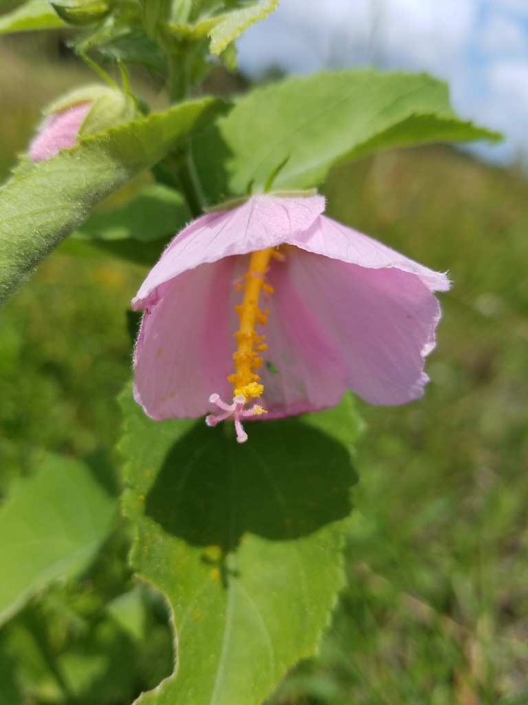 Saltmarsh mallow from Miami-Dade County, FL, USA on September 21, 2019 ...