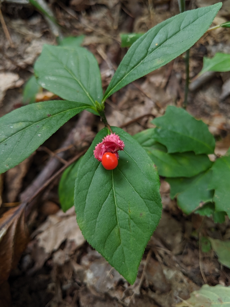 Running Strawberry-bush from Bridgman, MI 49106, USA on September 21 ...