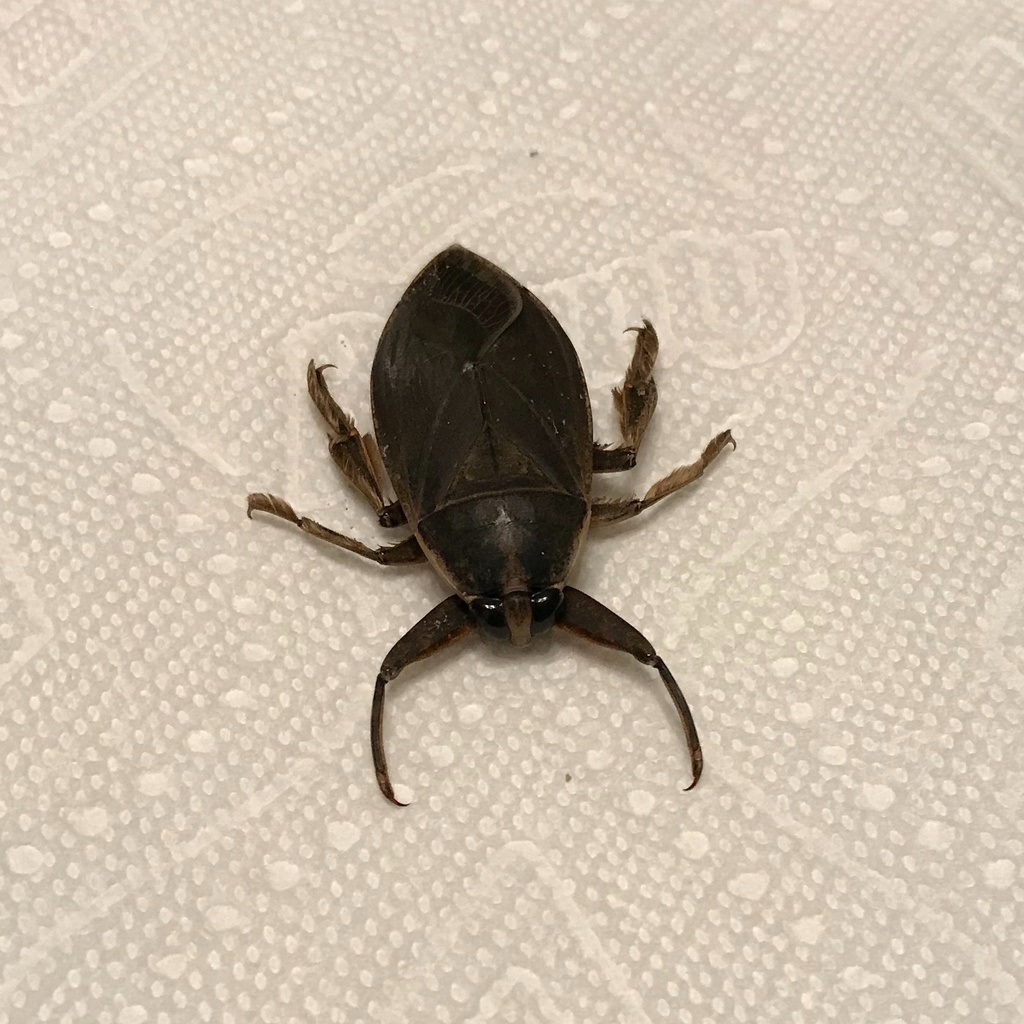 Eastern Toe-biter from Whisper Palms Way, Orlando, FL, US on September ...