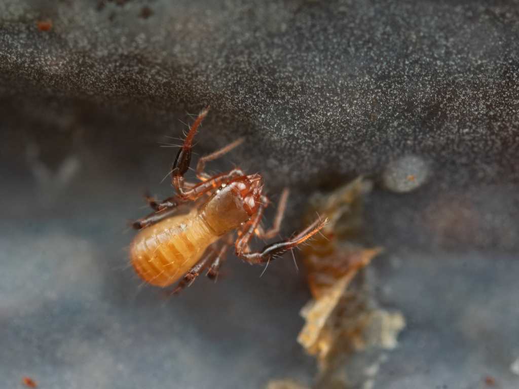 chthoniid pseudoscorpions (Arthropods of Long Branch/Glencarlyn Park ...