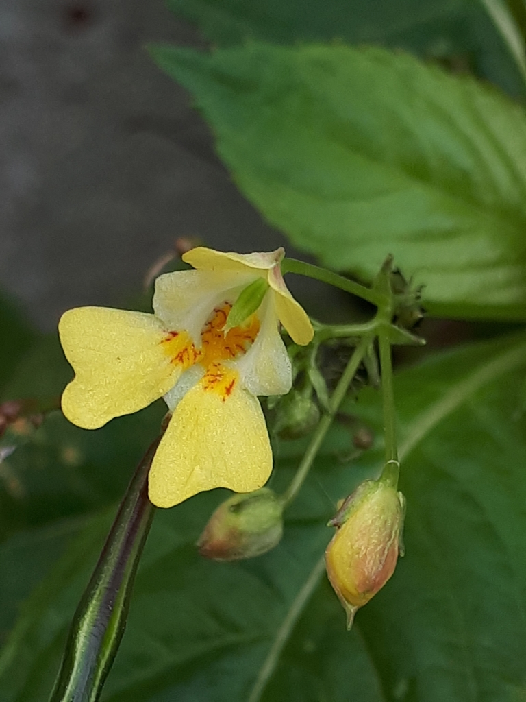 small balsam (Noxious Weeds of Washington State) · iNaturalist