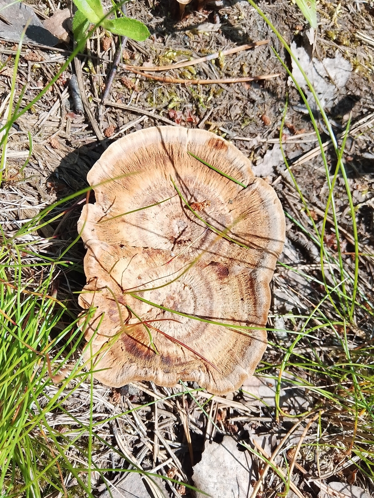Brown Funnel Polypore from Новгородская обл., Россия, 173520 on June 14 ...