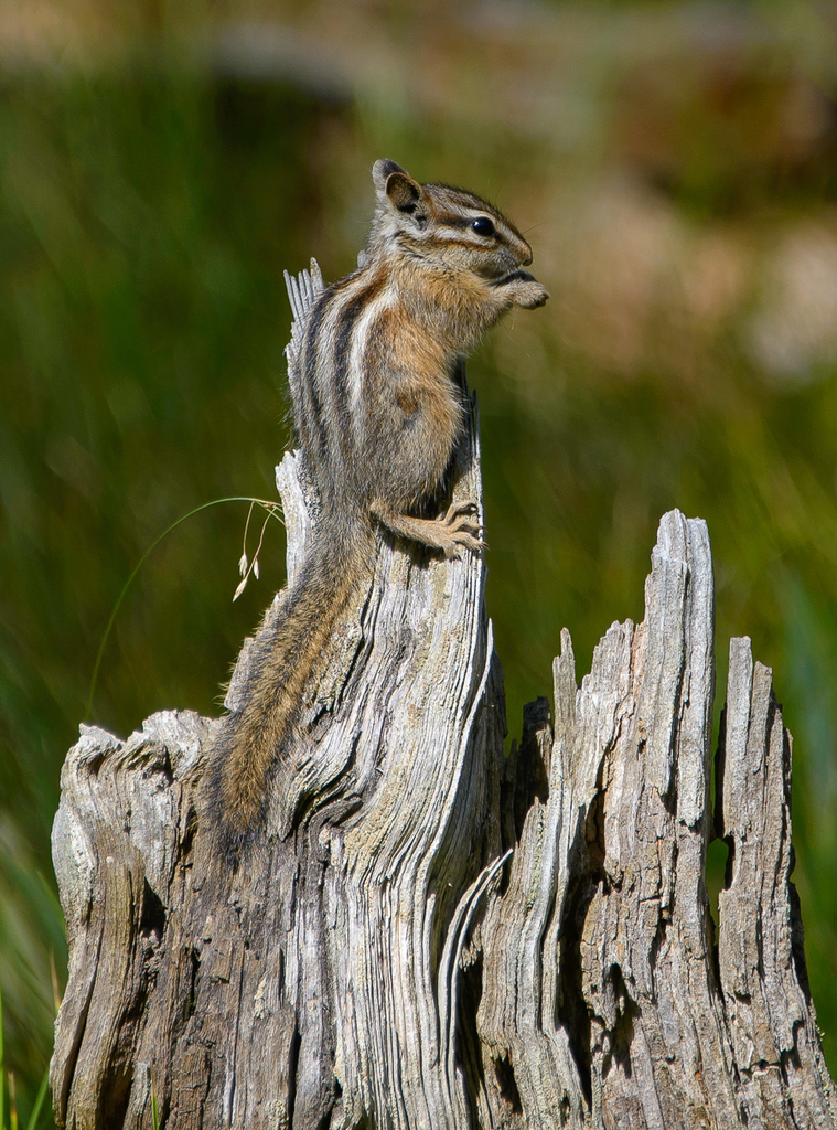 Least Chipmunk (Neotamias minimus) - Know Your Mammals