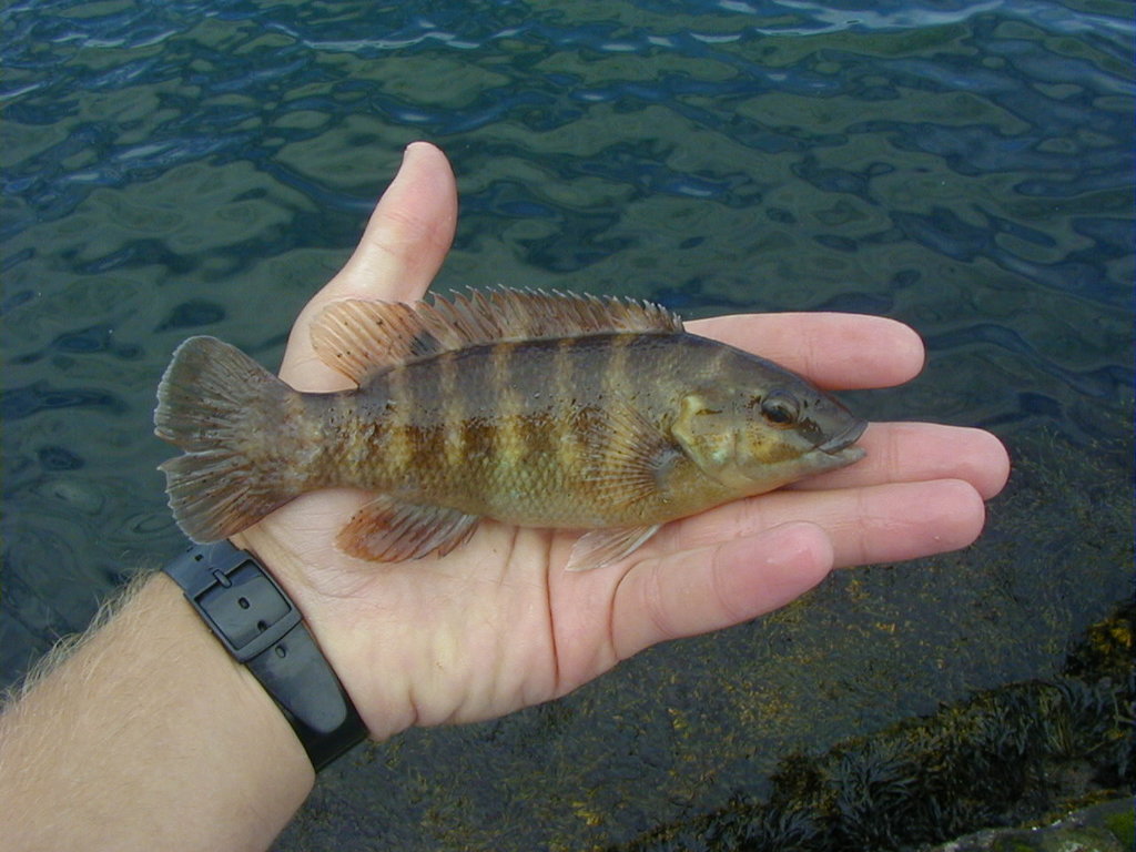 Cunner (Tautogolabrus adspersus) - Marine Life Identification