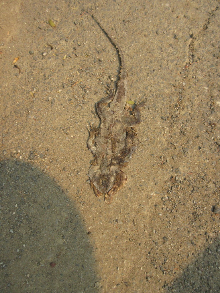 Siamese Blue Crested Lizard from Don Kaeo, Saraphi District, Chiang Mai ...