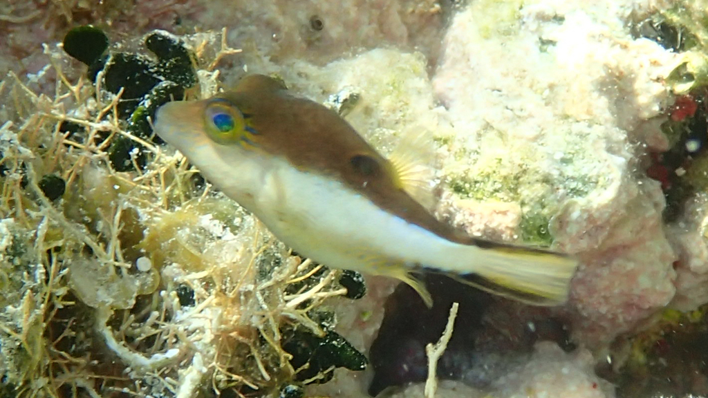 Caribbean Sharpnose Puffer from Belize District, Belize on May 26, 2016 ...