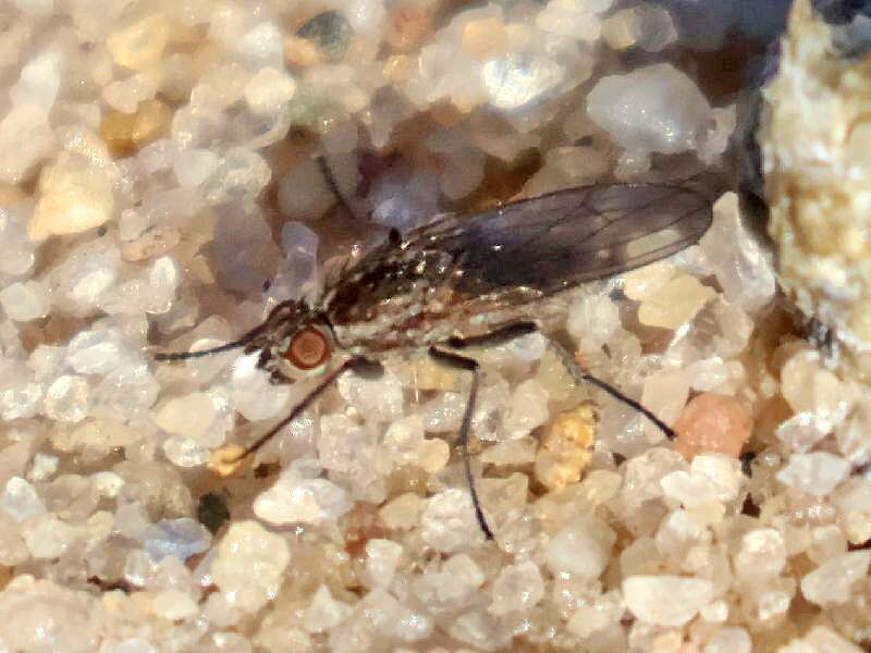 Seaweed Flies from Gilgo-Oak Beach-Captree, NY, USA on November 25 ...