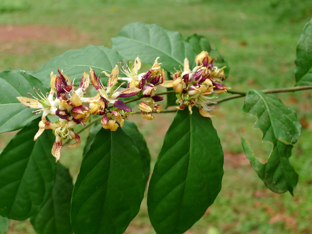 oubli fruit tree (Pentadiplandra brazzeana) - Botanical Realm