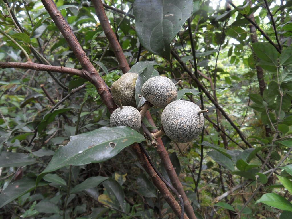 oubli fruit tree (Pentadiplandra brazzeana) - Botanical Realm