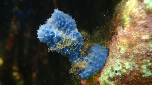 Esponja celestial (Dysidea etheria)