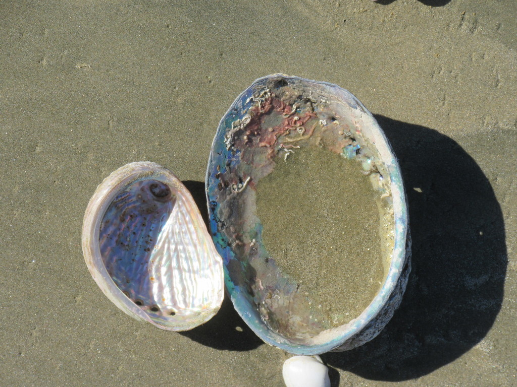 Queen Paua from Taramoa, New Zealand on September 22, 2019 at 12:33 PM ...