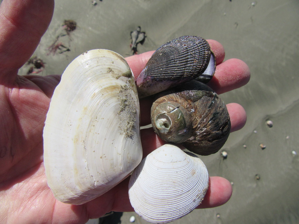 Paphies ventricosa from Oreti Beach 9879, New Zealand on September 22 ...
