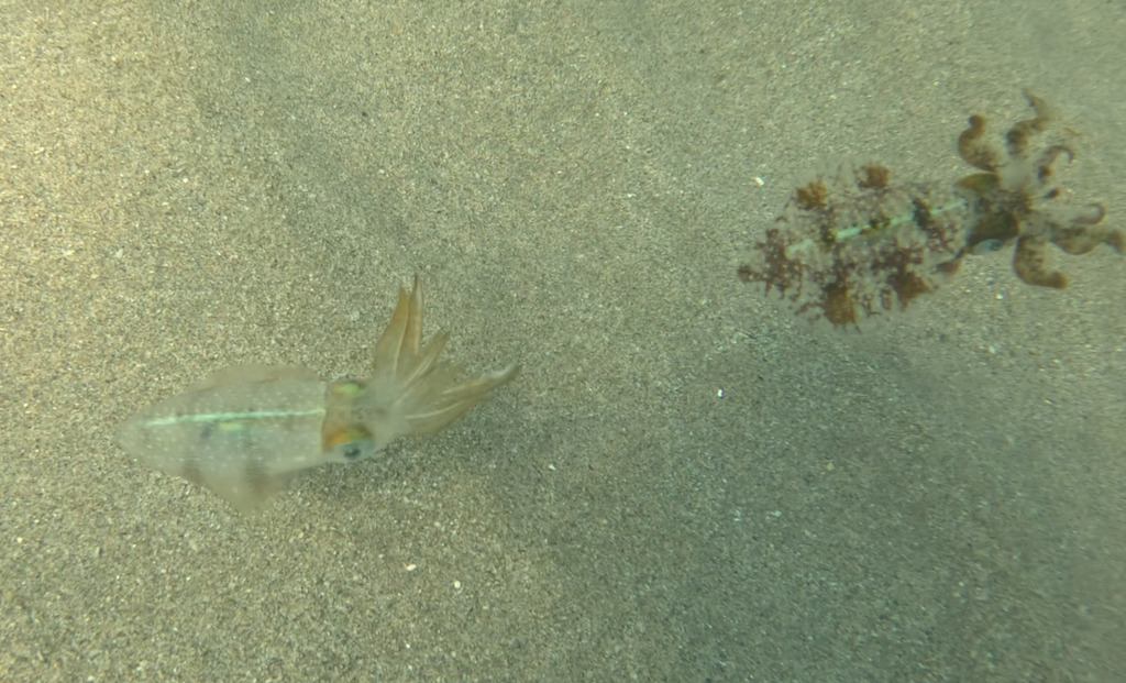 Caribbean Reef Squid from Palm Beach County, FL, USA on June 14, 2025 ...