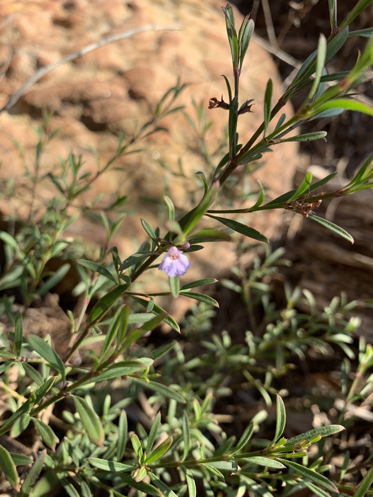 Hemigenia cuneifolia from Burragorang State Recreation Area, Nattai ...