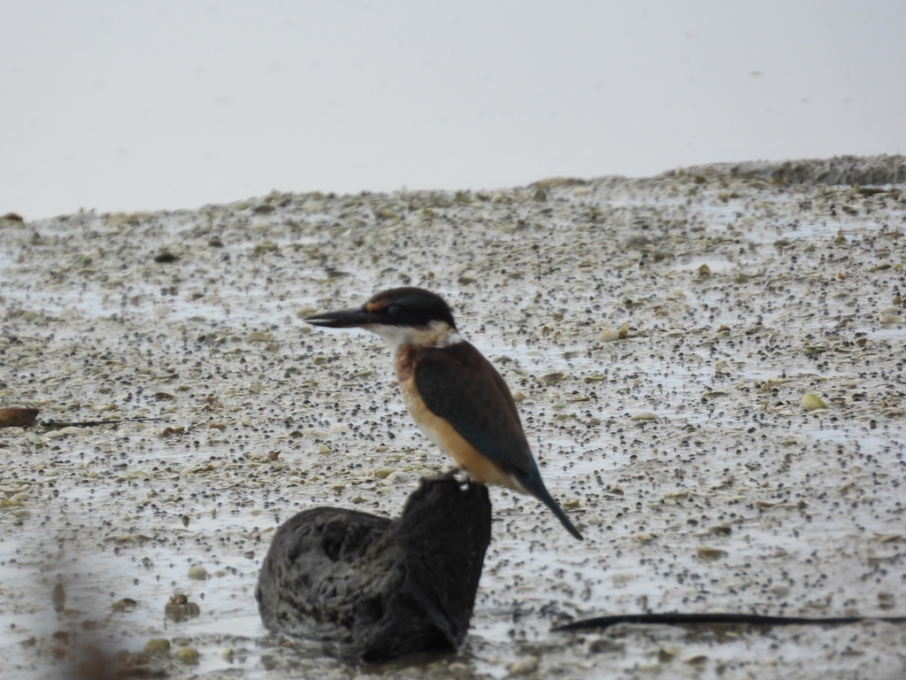 Sacred Kingfisher from Pūkorokoro / Miranda, New Zealand on June 14 ...