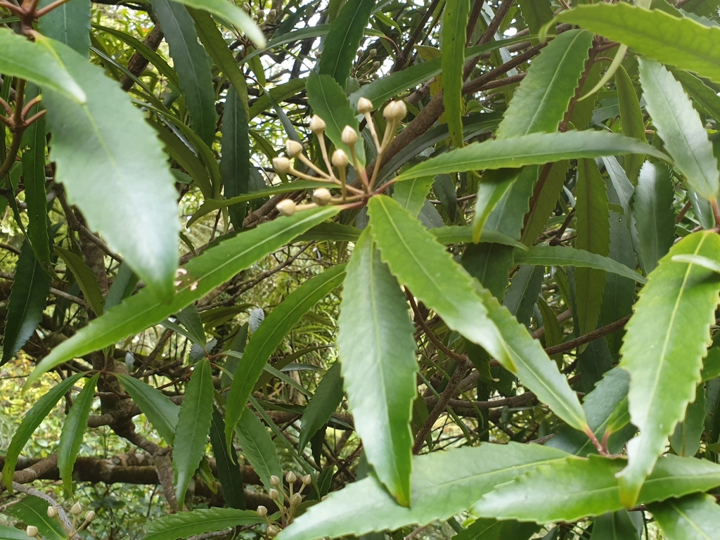 Tāwari from Pukeiti 4374, New Zealand on September 22, 2019 at 01:59 PM ...