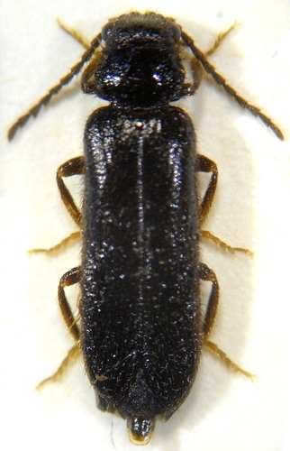 Drilus longulus · iNaturalist Mexico