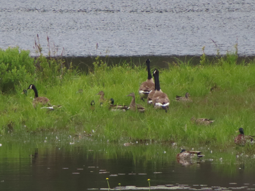 Canada Goose from Timberlea, NS, Canada on June 14, 2025 at 03:49 PM by ...