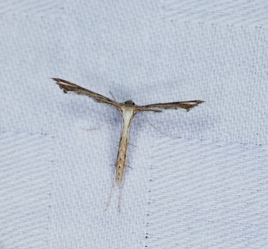 Stenoptilodes taprobanes (Madeira Butterflies) · iNaturalist