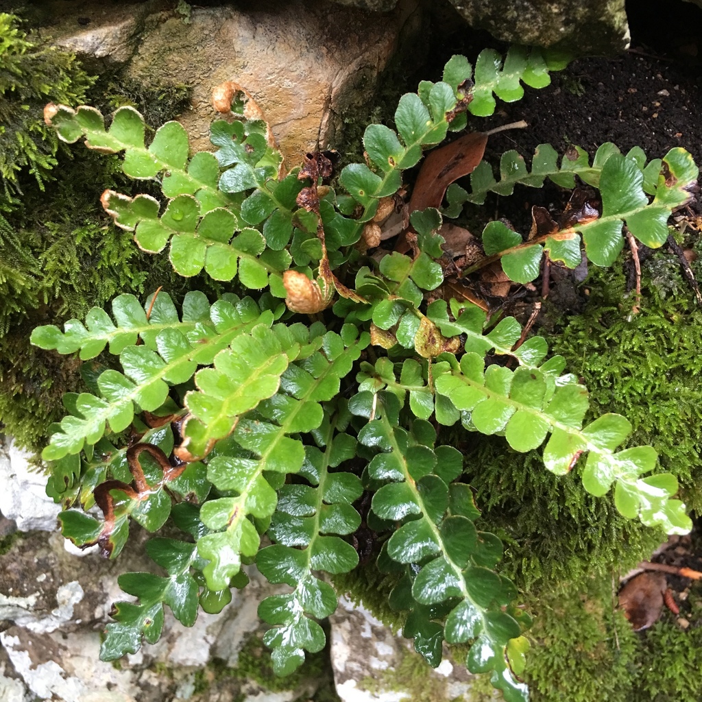 Rustyback (Asplenium ceterach) - Botanical Realm