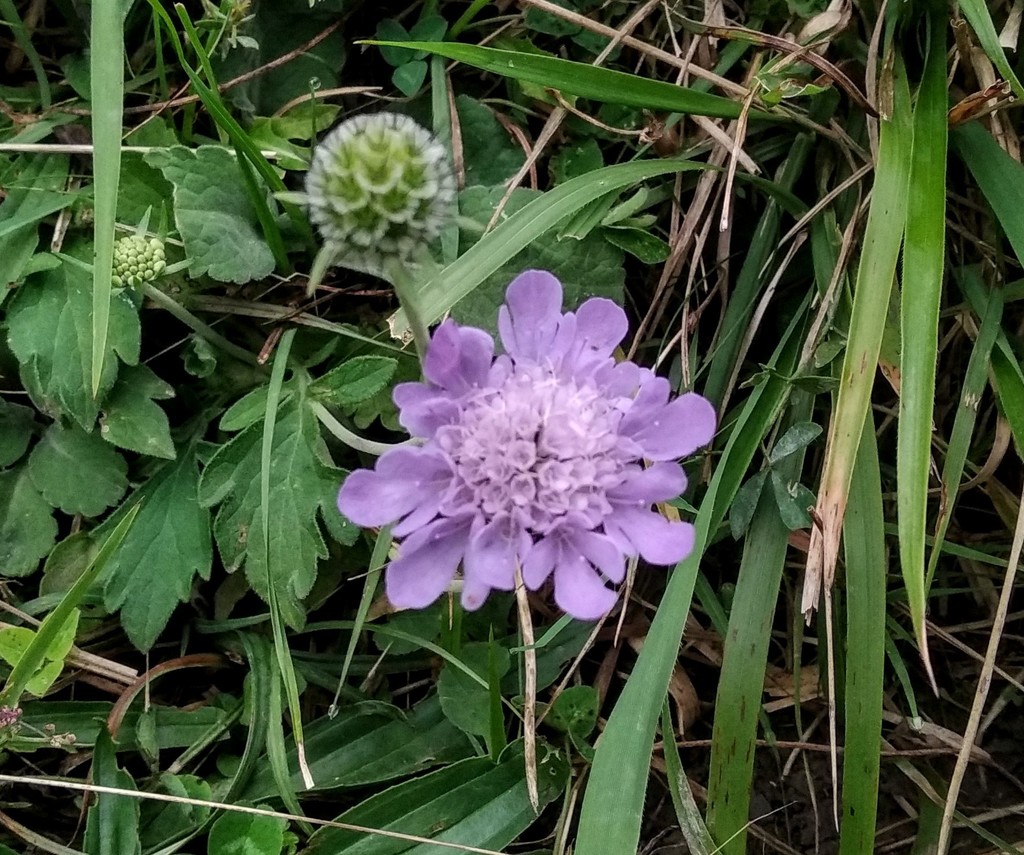 Small Scabious from 64220 Estérençuby, Francia on September 19, 2019 at ...
