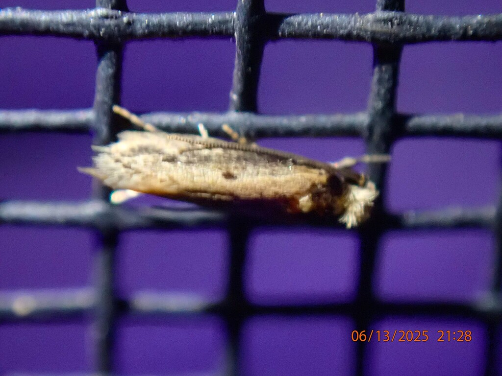 Dark-collared Tinea Moth from Dunedin, FL, USA on June 13, 2025 at 09: ...