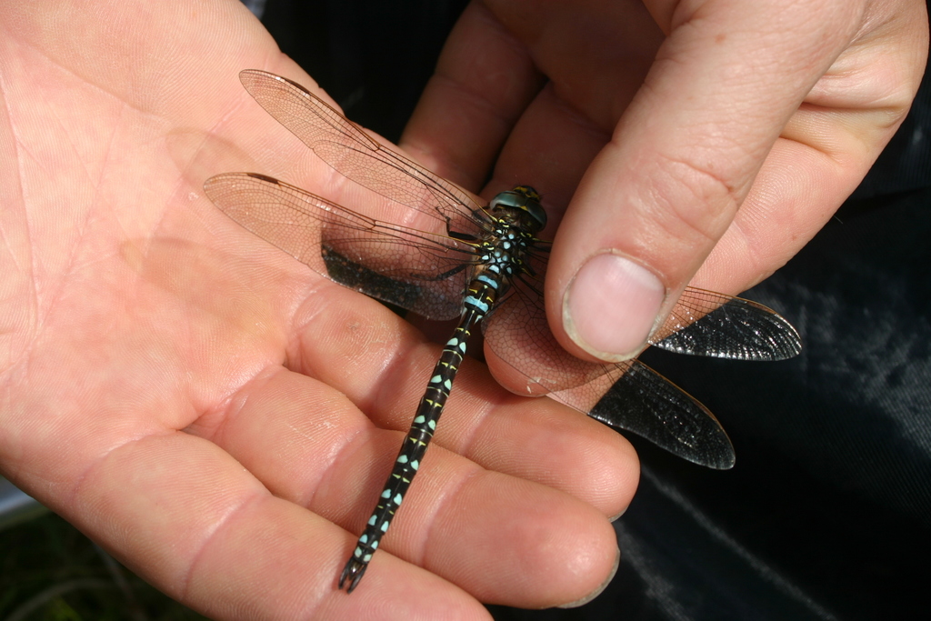 Sedge Darner from Cornwall, UK on August 23, 2007 at 12:26 PM by ...
