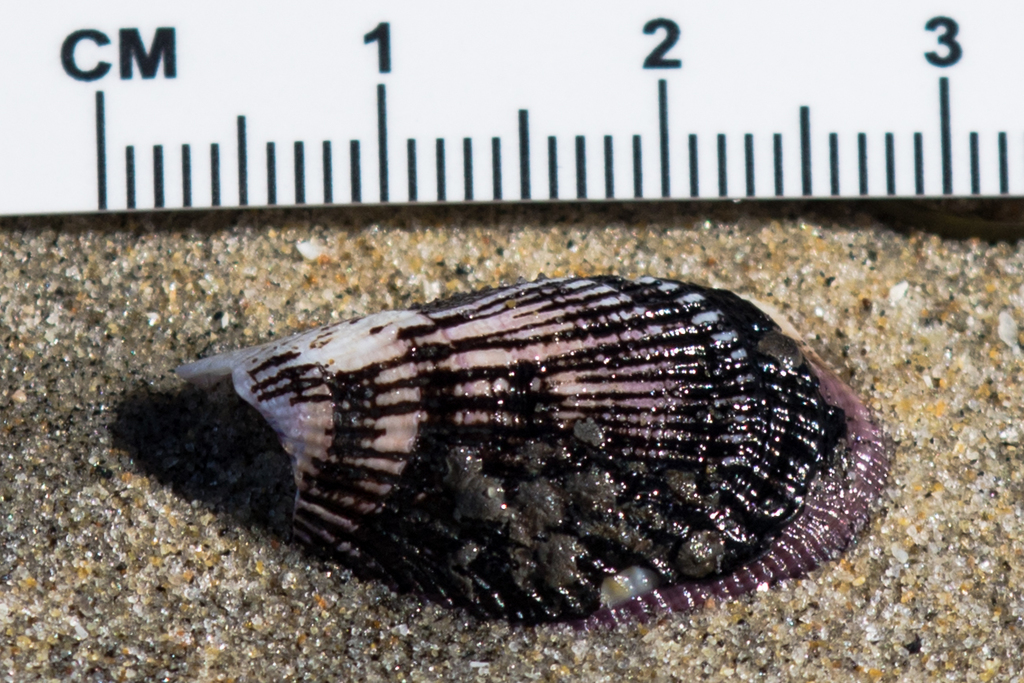 Bifurcate Mussel (China Cove Organisms) · iNaturalist