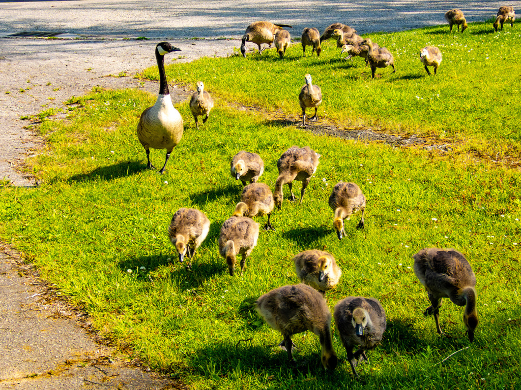 Canada Goose from Cambridge, ON, Canada on June 14, 2025 at 09:48 AM by ...