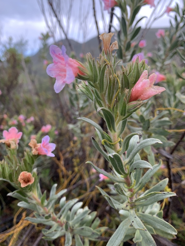 Largeflower Healthbush (Lobostemon curvifolius) - Botanical Realm