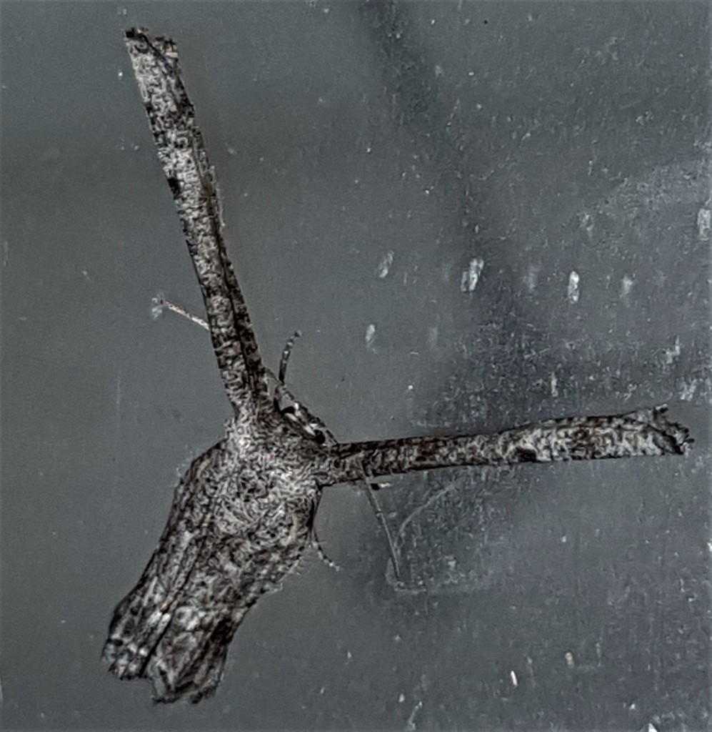 Phazaca interrupta from 32 Panoramic Drive, Narangba, Brisbane QLD ...