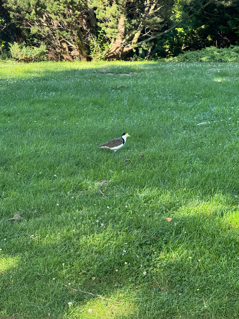 Masked Lapwing from Beach Rd, Sandy Bay, TAS, AU on December 29, 2024 ...