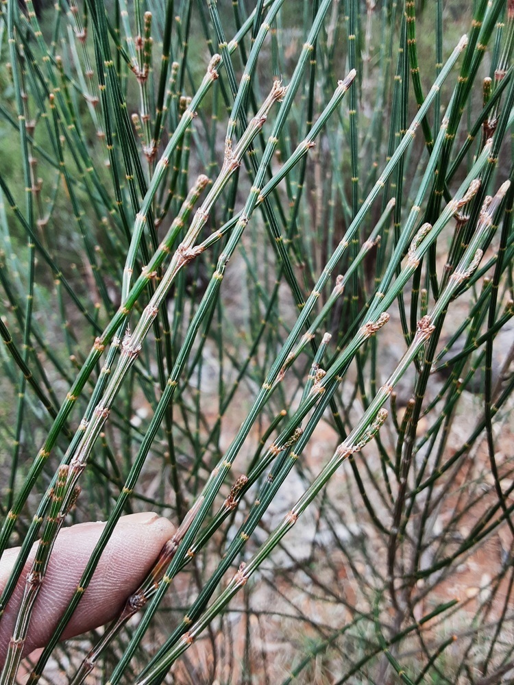 Scrub Sheoak from Gardens of Stone SCA, Newnes Plateau NSW 2790 ...