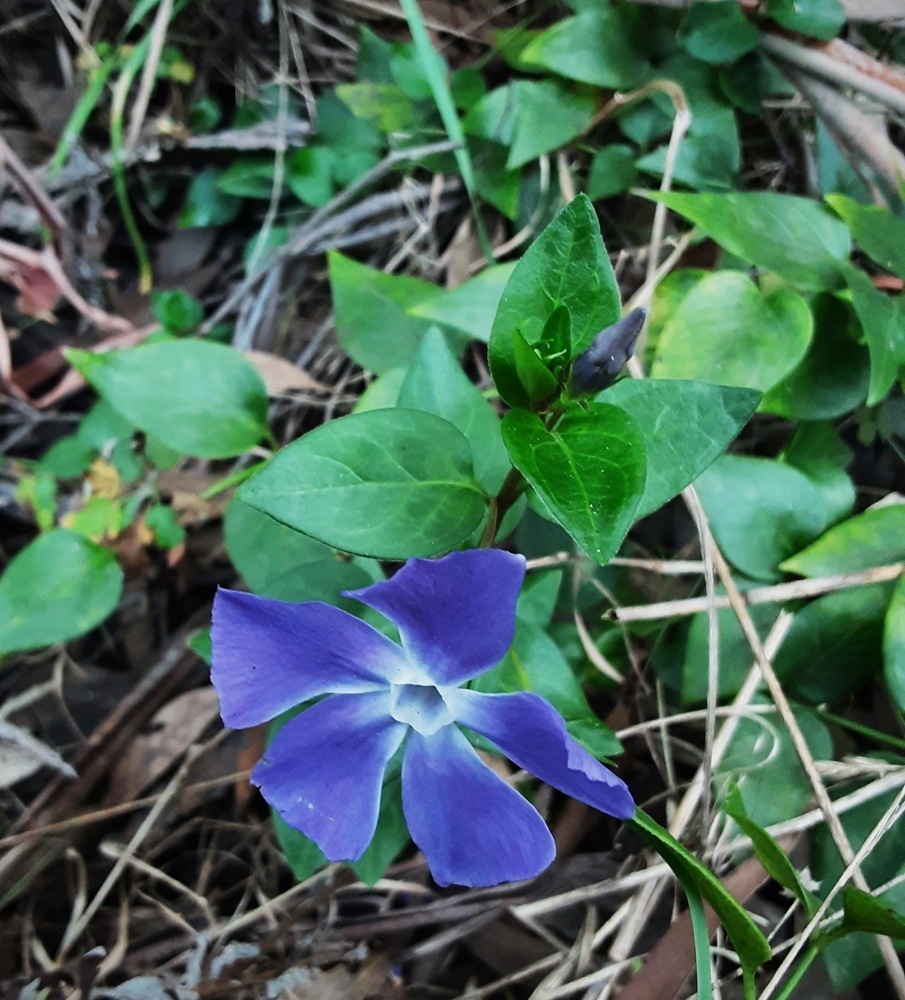greater periwinkle from State Mine Gully, Lithgow NSW 2790, Australia ...
