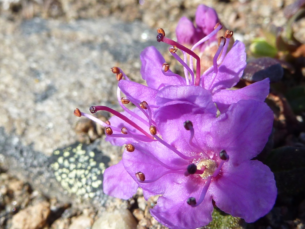 Lapland Azalea from Greenland, GL-UO, GL on June 29, 2009 at 03:25 PM ...