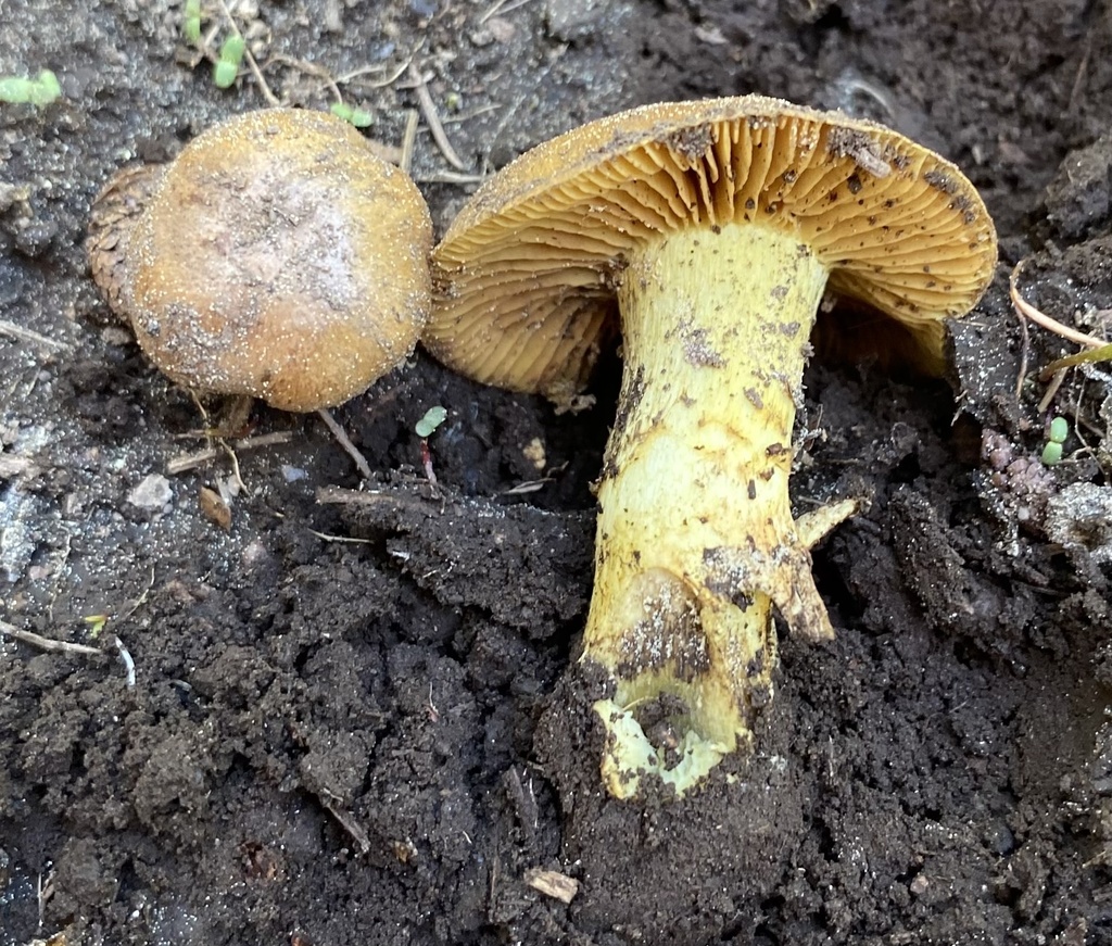 Cortinarius sp. 'PNW74' from Payette National Forest, New Meadows, ID ...